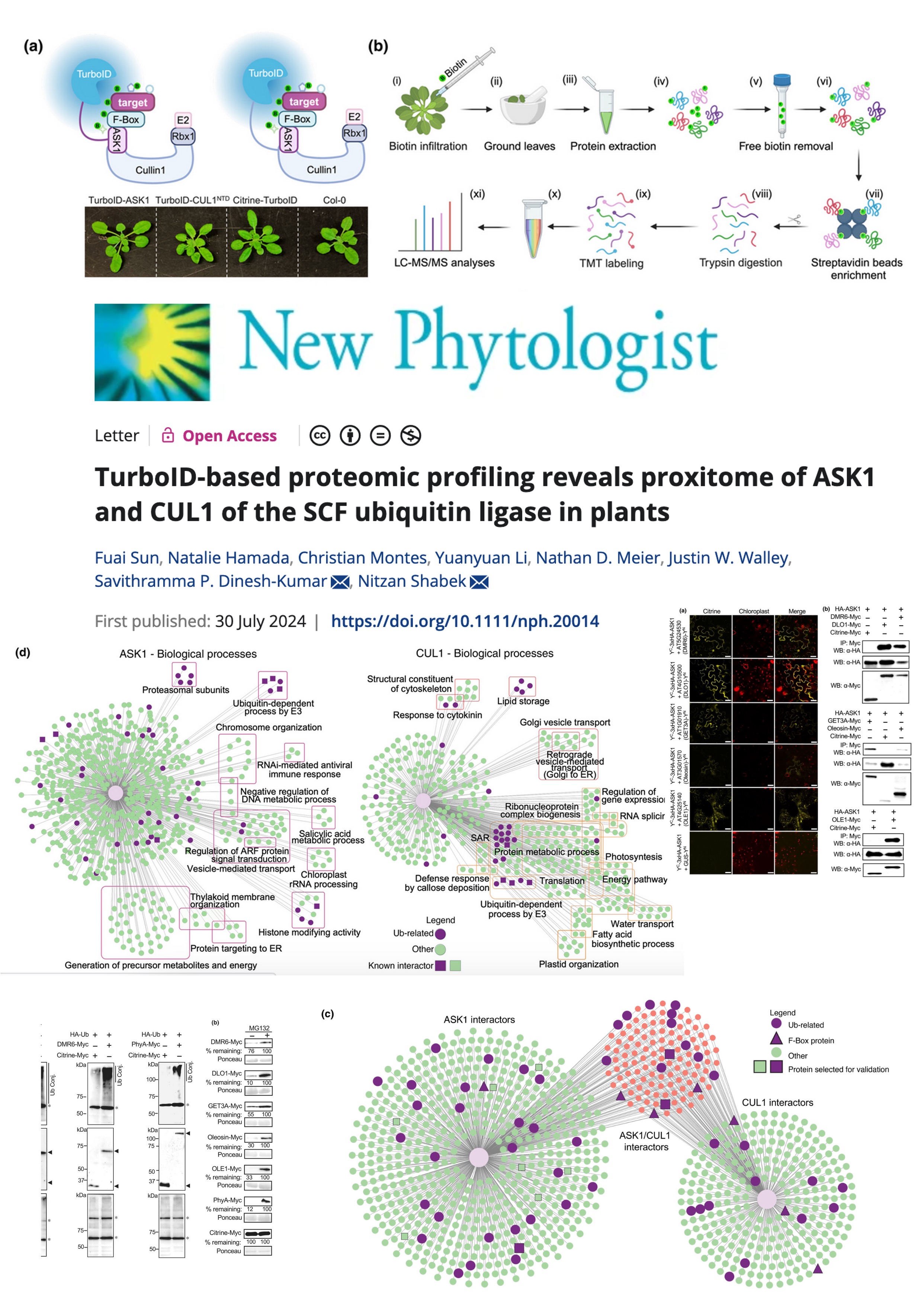 Our new study is published in New Phytologist! – Shabek Lab